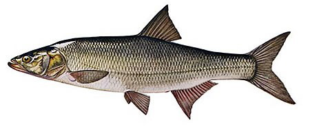 Schied - fischereimuseum.at