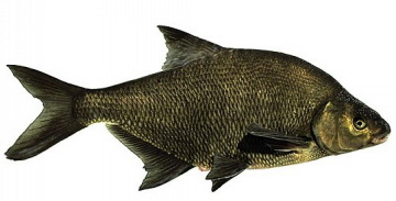 Brachse - fischereimuseum.at