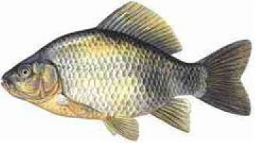 Giebel - fischereimuseum.at