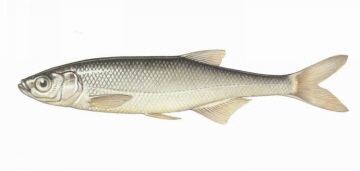 Laube - fischereimuseum.at