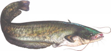 Wels - fischereimuseum.at